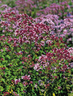 Arome la ghiveci | avantaje.ro