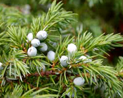 Ienupar | avantaje.ro