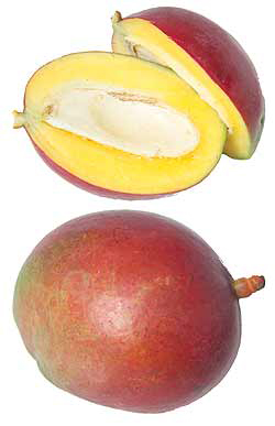 Mango | avantaje.ro