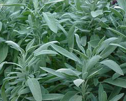 Salvie | avantaje.ro